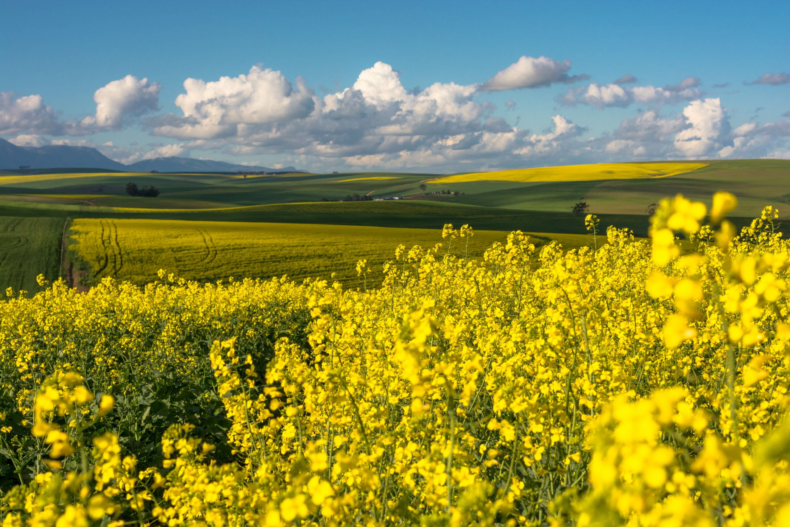 Canola Oil Cake: A valuable protein source - Overberg Agri - News