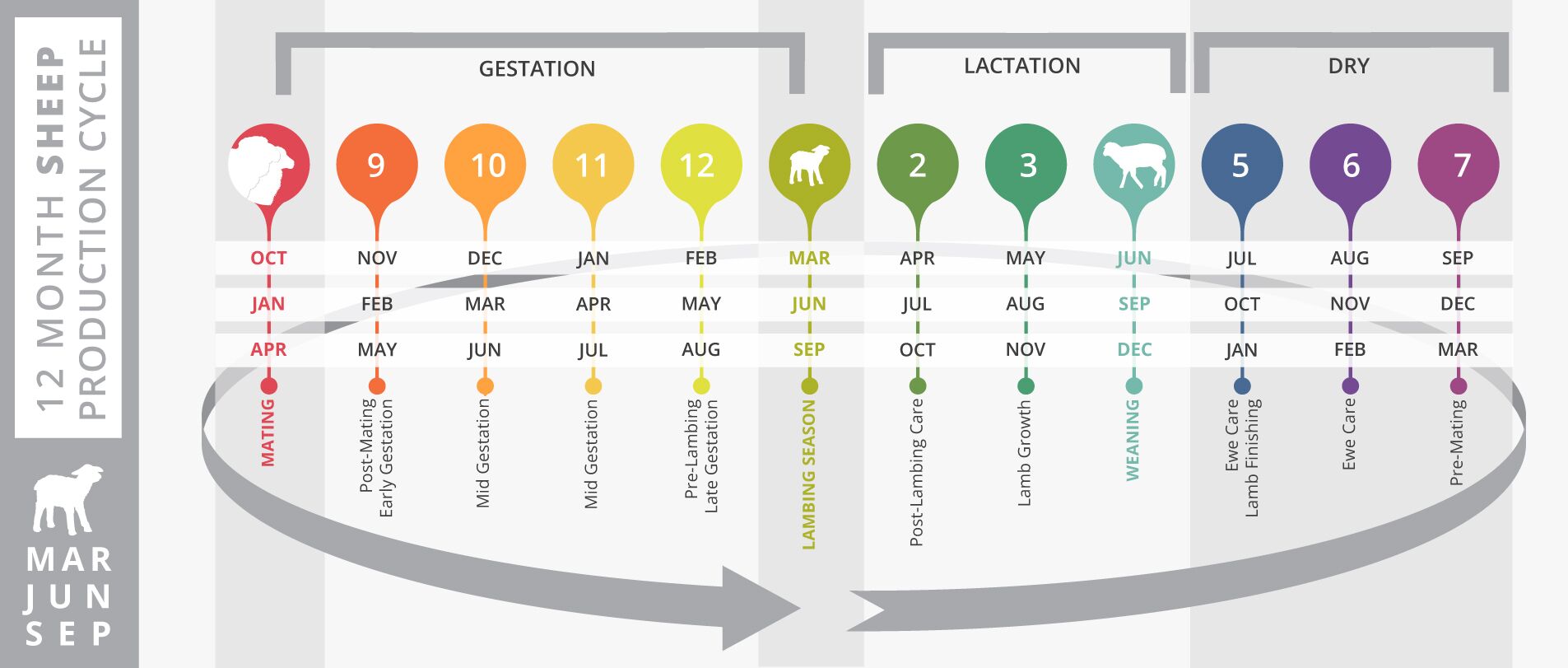 Sheep Production Cycle in the Western Cape: Key Insights & Management ...